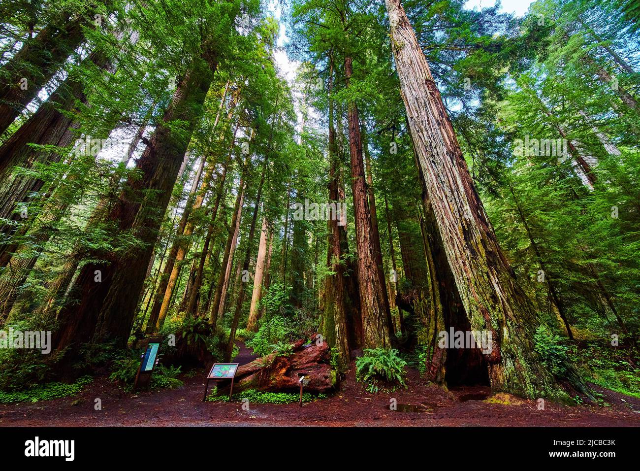 Large Redwood forest view with ancient trees and historical information ...