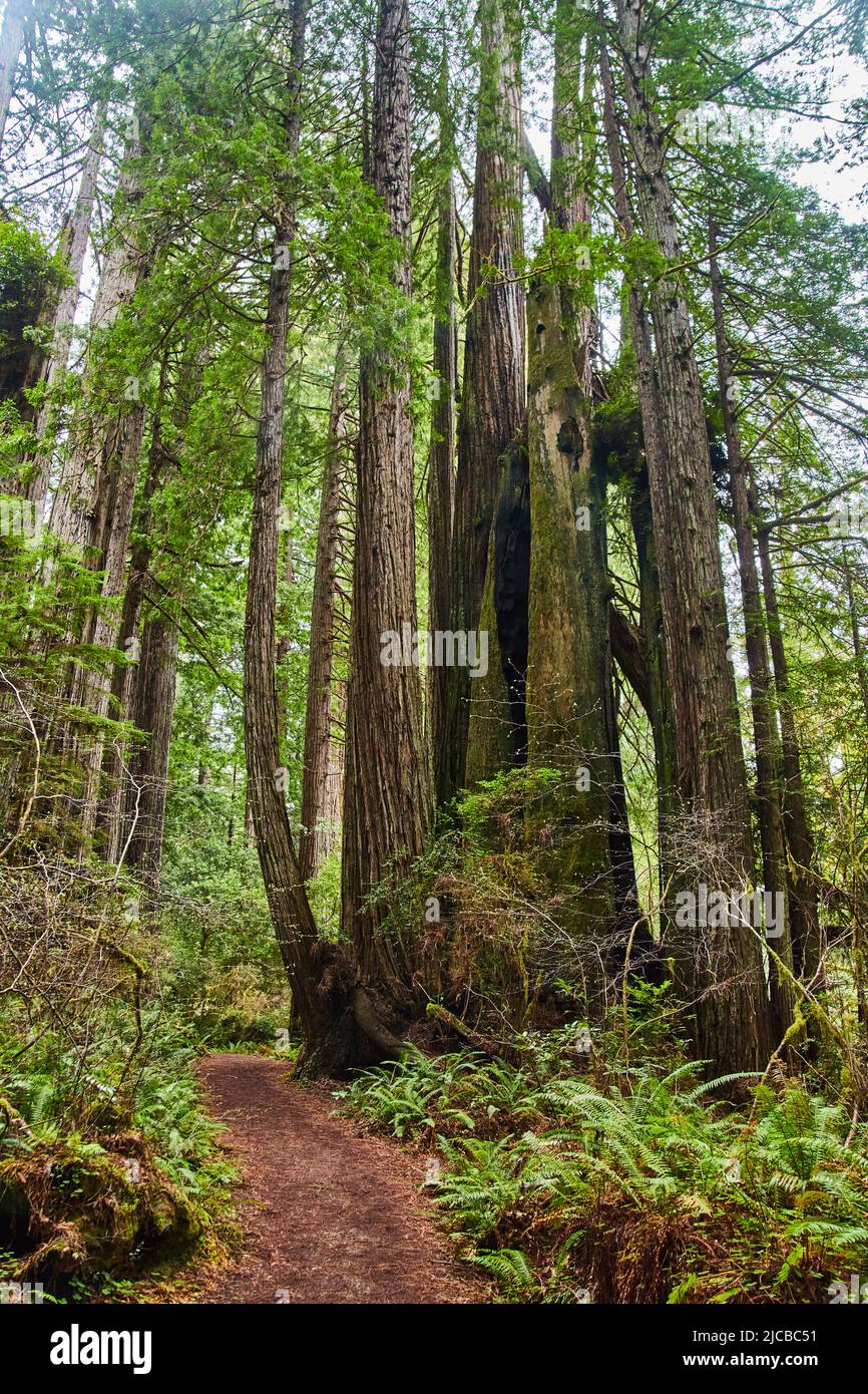 Stunning large cluster of ancient Redwood trees next to hiking trail ...