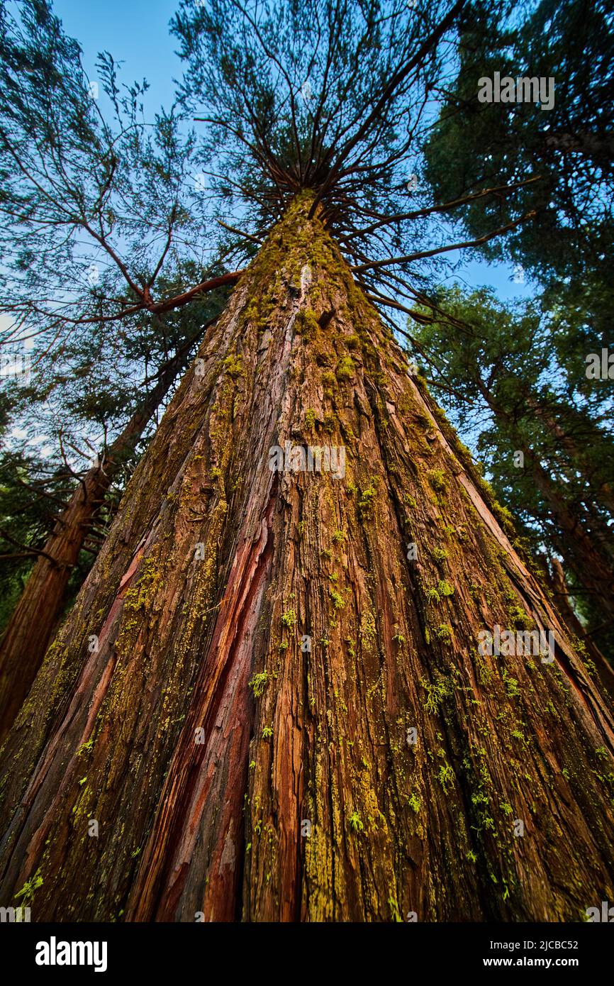 Looking up at large pine tree trunk with sunlight Stock Photo - Alamy