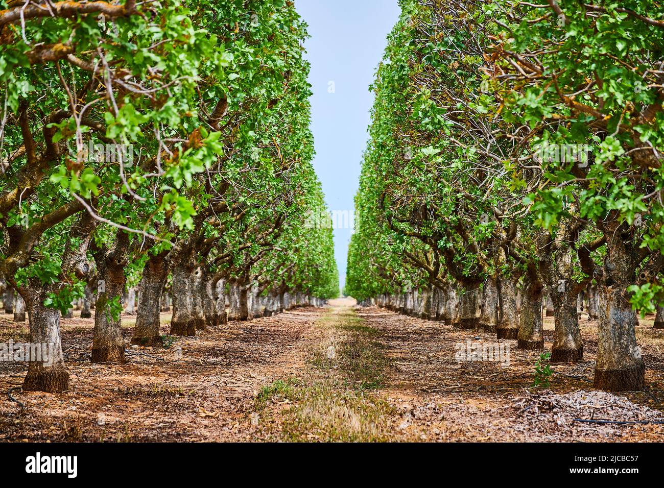 Spring view of almond tree farm Stock Photo - Alamy