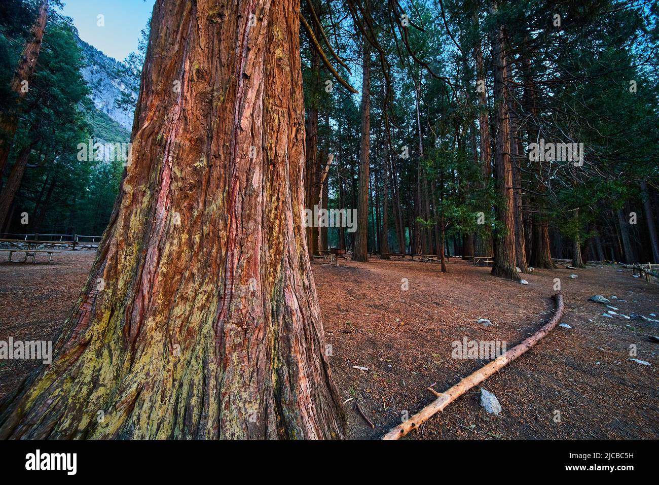 Large pine tree trunk leading way along hiking path Stock Photo - Alamy