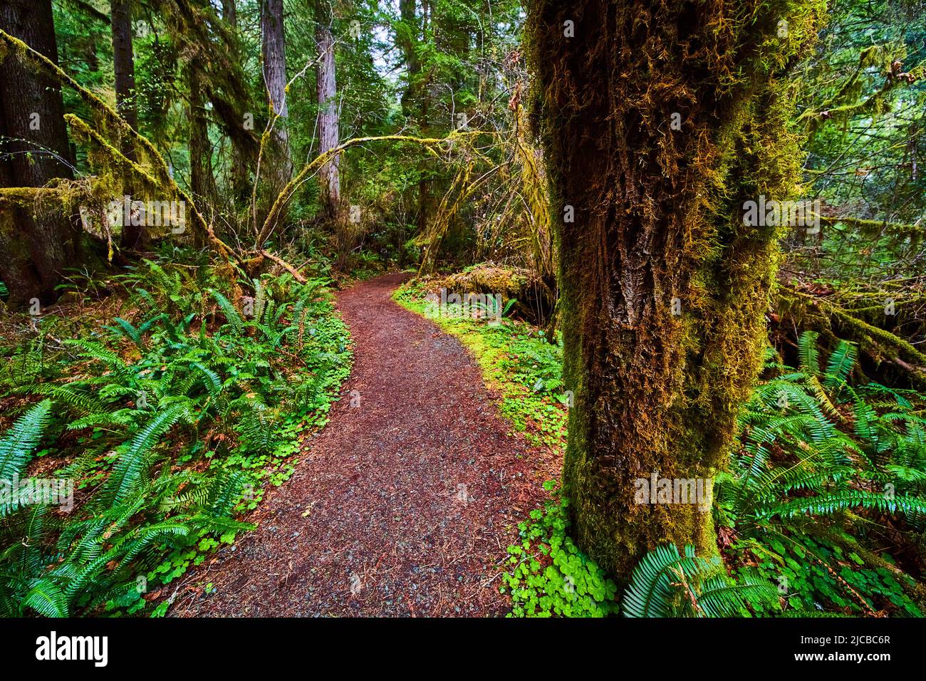 Simple hiking trail through forest with detail of trunk covered in moss ...