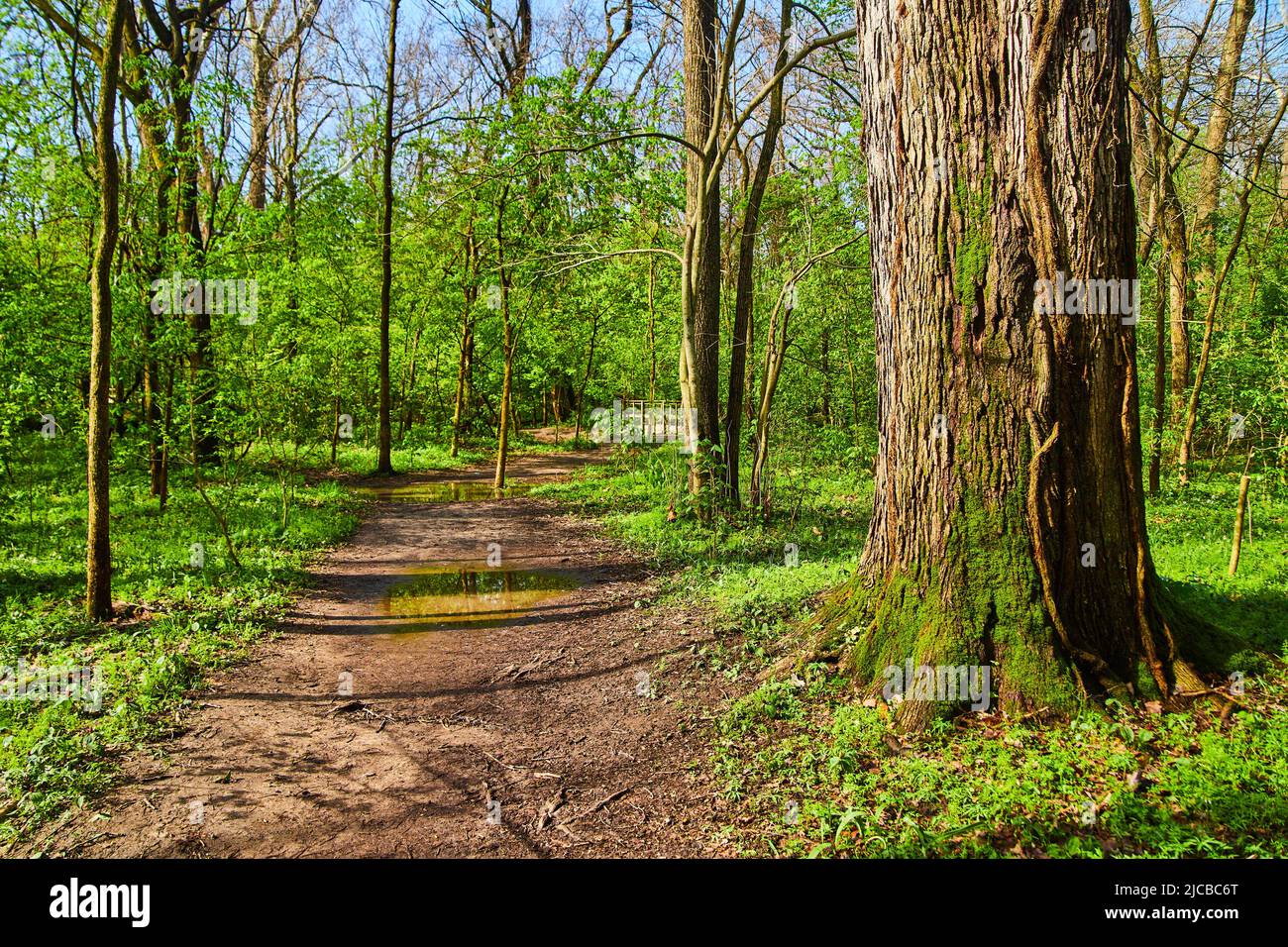 Midwest forest in late spring with hiking trail along trees Stock Photo ...
