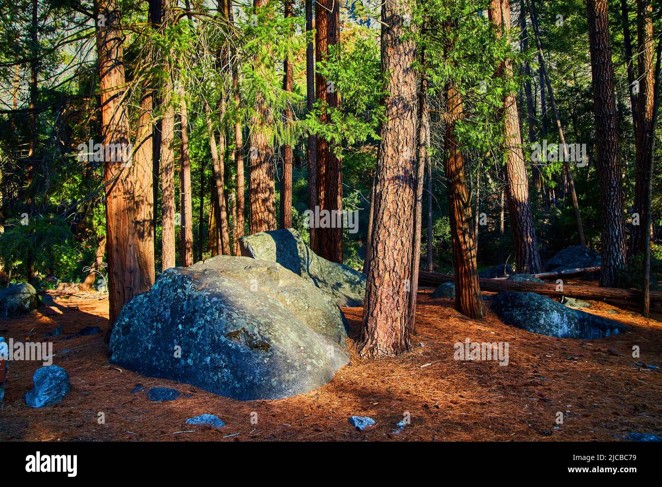 Pine tree forest with large boulders and ground covered in pine needles ...