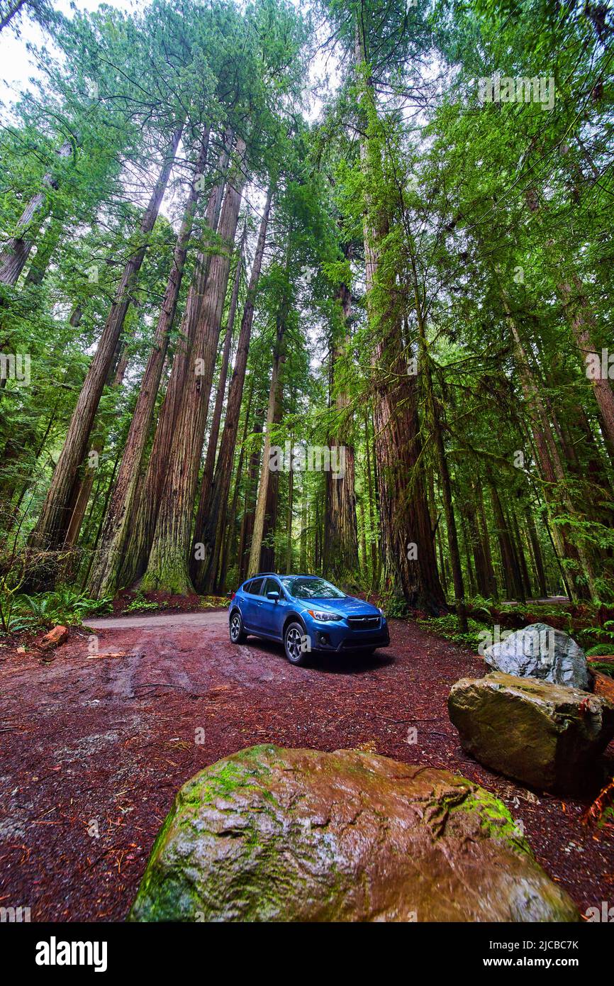 Subaru Crosstrek parked in forest of ancient Redwood trees Stock Photo ...