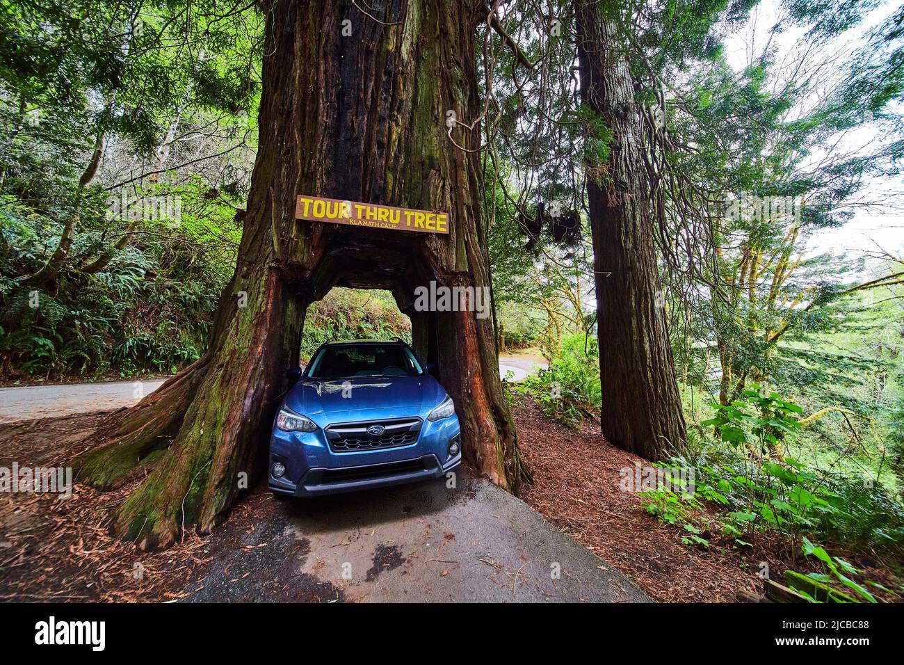 Redwood tree with car hi-res stock photography and images - Alamy