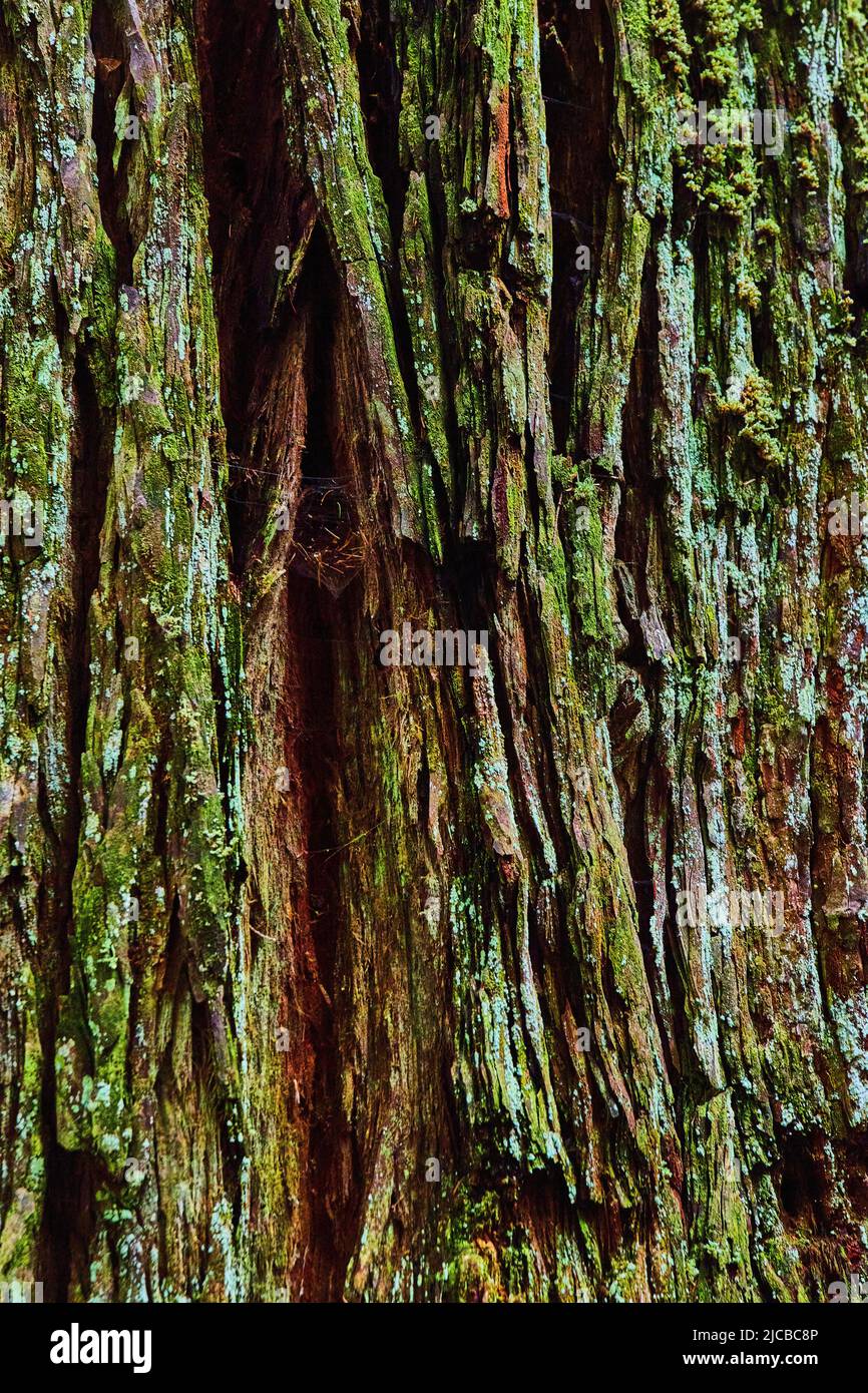 Redwood bark hi-res stock photography and images - Alamy
