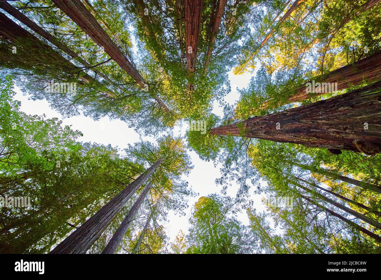 Redwood branch hi-res stock photography and images - Alamy