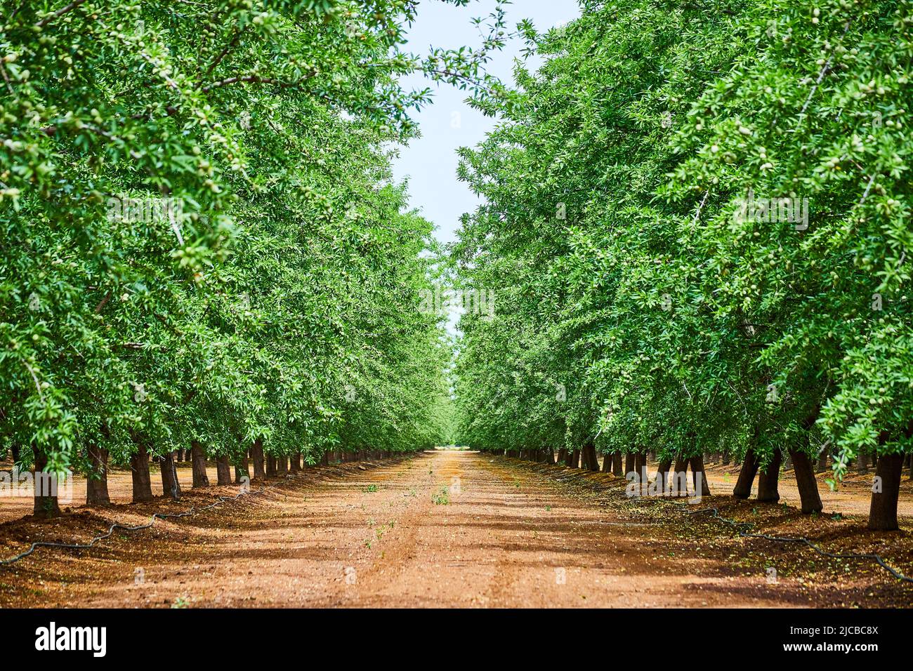 Rows of vibrant green almond trees in farm during spring Stock Photo ...