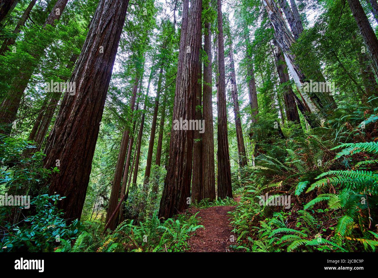 Stunning endless Redwood trees in ancient forest along trail Stock ...