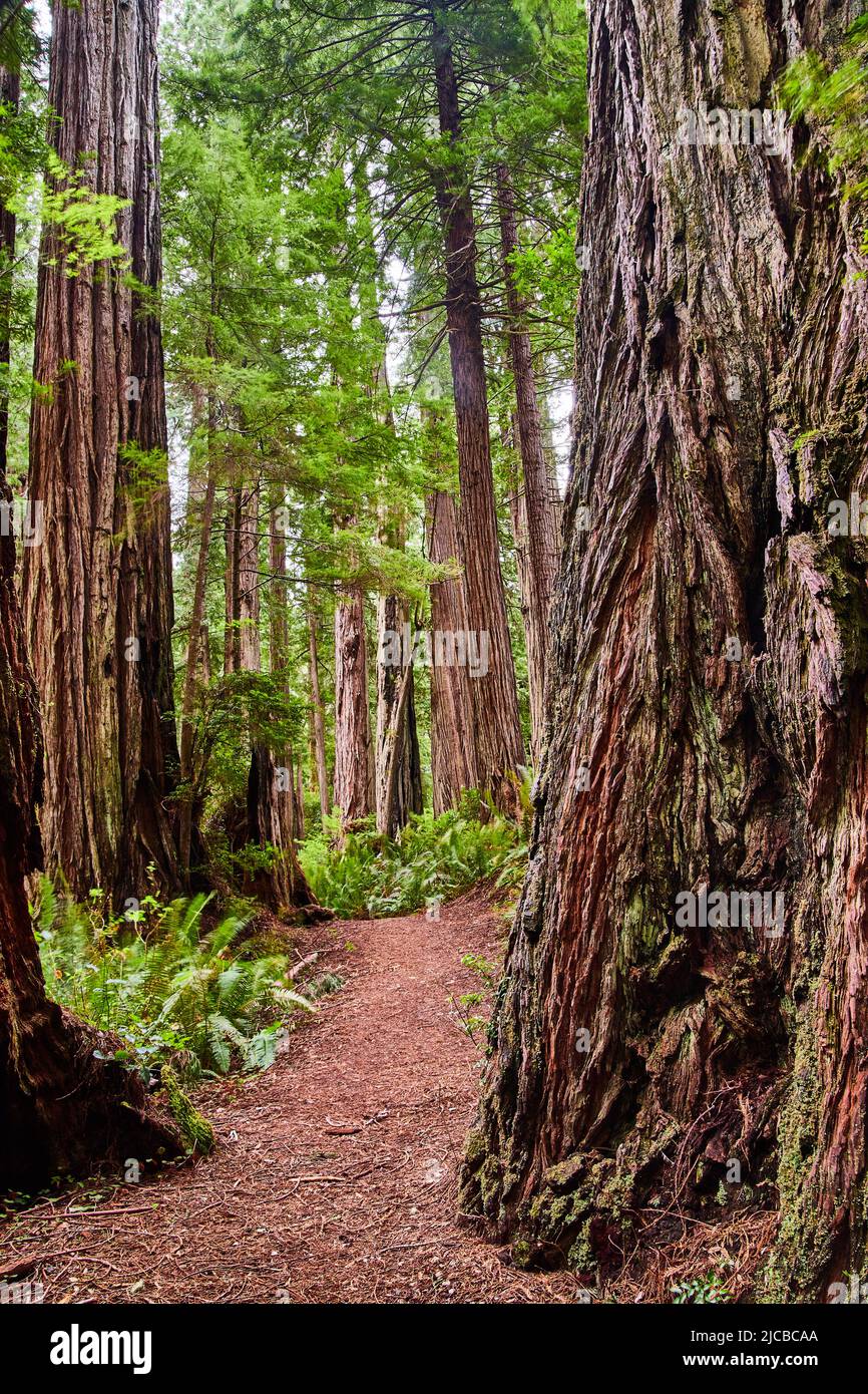 Stunning giant ancient Redwood trees line hiking path in California ...