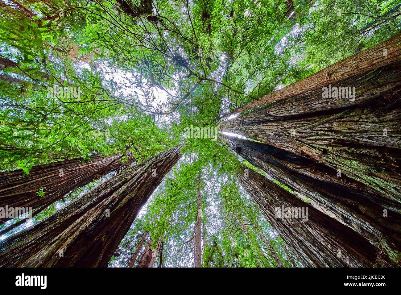 Looking up in stunning Redwood forest with lush spring green color ...