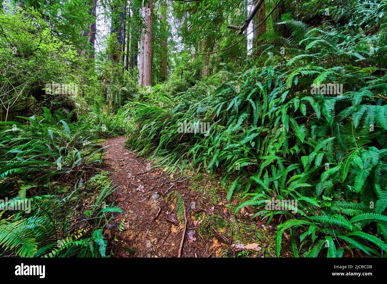 Trail in woods surrounded by lush green fern plants Stock Photo - Alamy