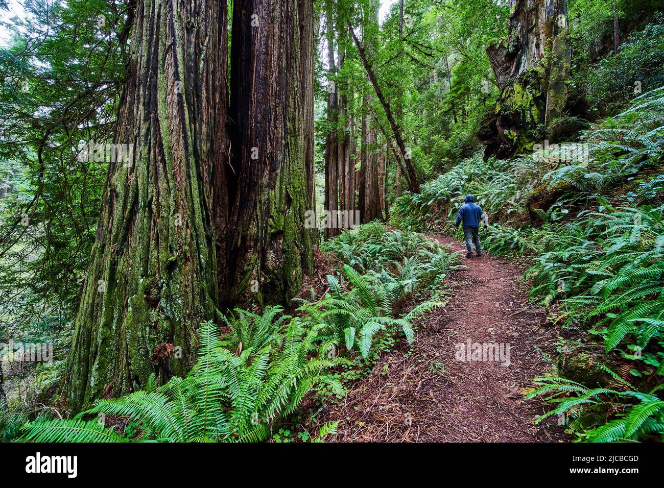 Lone figure on hiking path surrounded by giant Redwood trees Stock ...