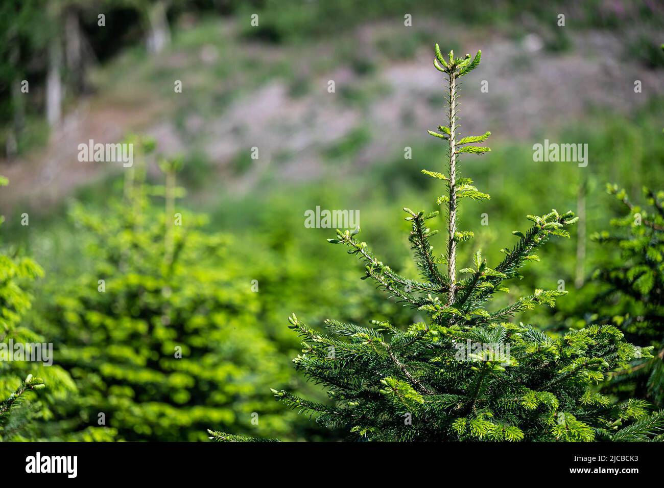 Sundern, Germany. 10th June, 2022. Fir trees stand on a plantation in ...