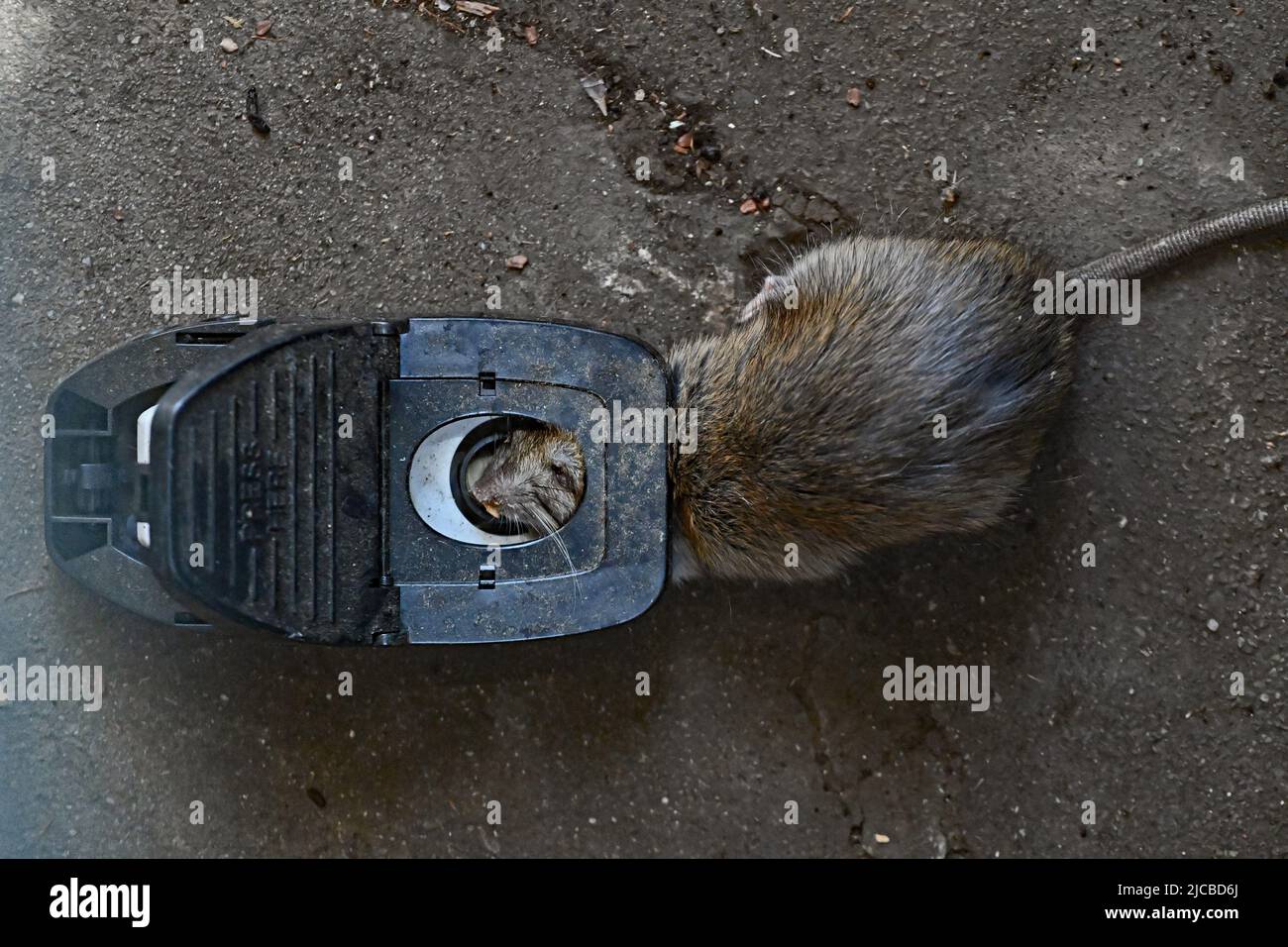 A California Mouse in a Mouse Trap Stock Photo - Alamy