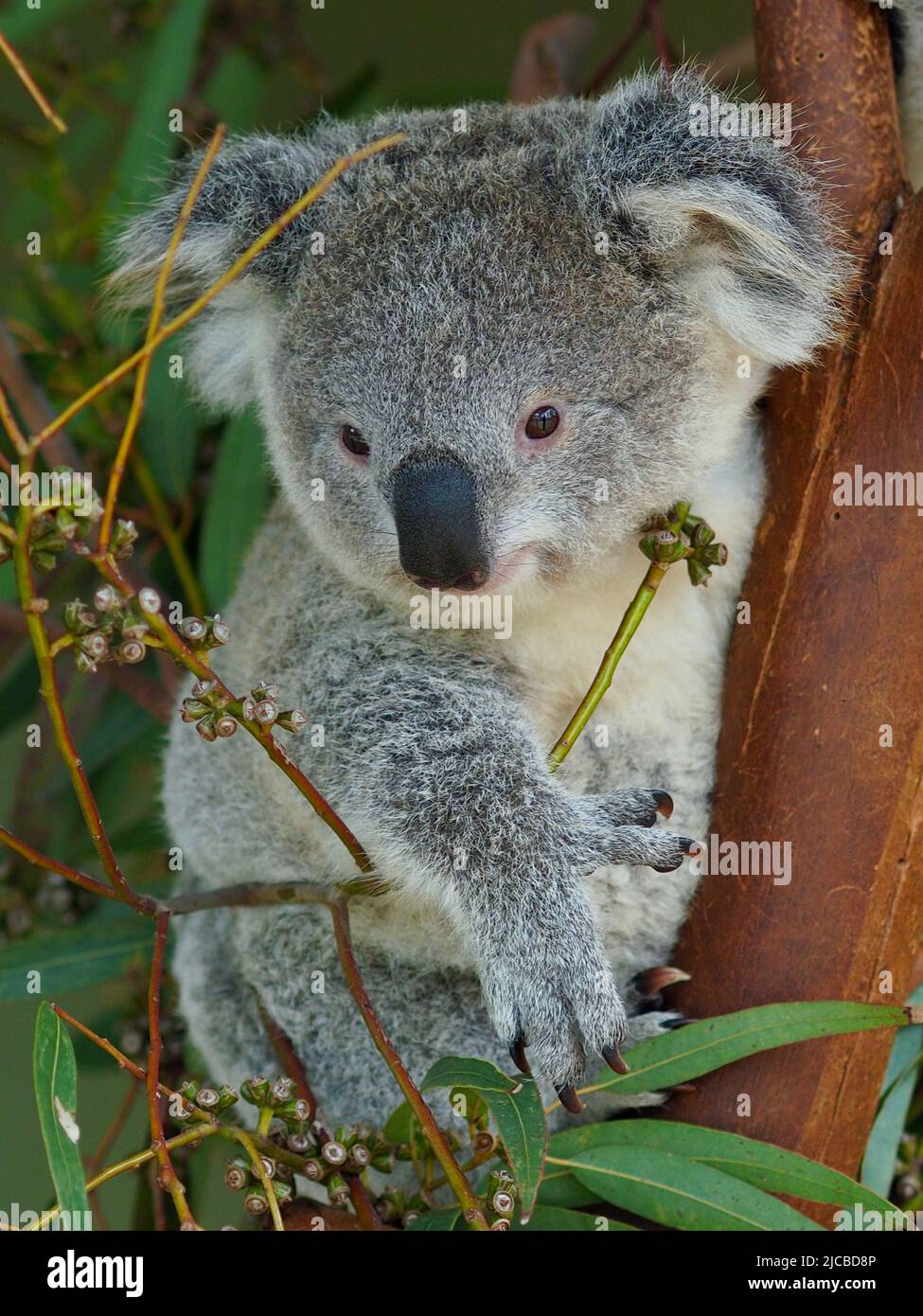 Eucalyptus Koala Claude The Koala Eats Eucalyptus Plants Worth Almost