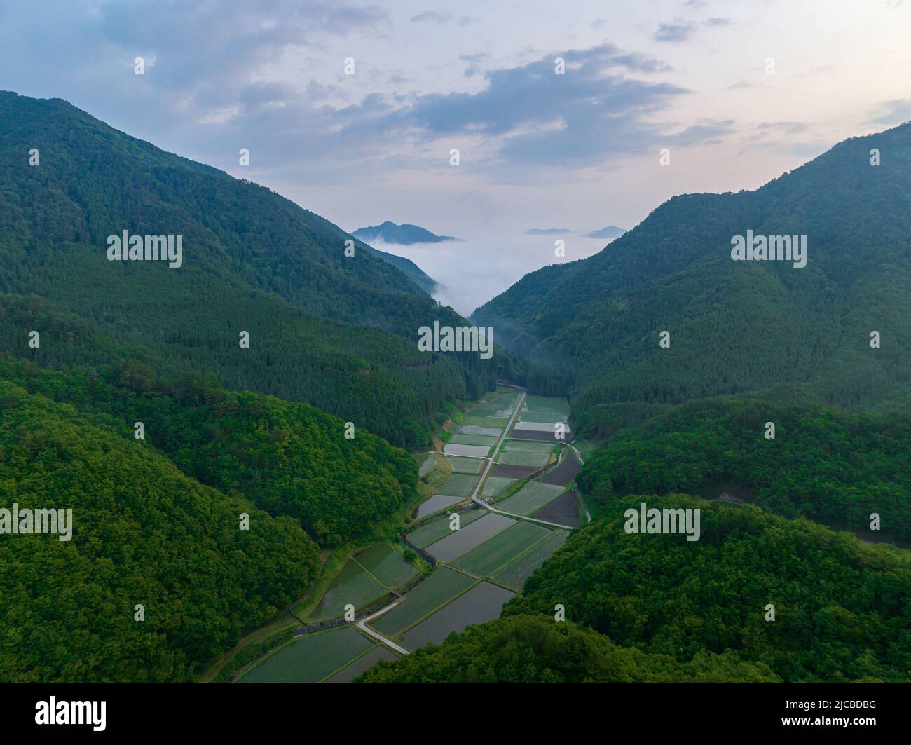 Aerial view of rice fields in narrow valley as morning fog rolls in at ...