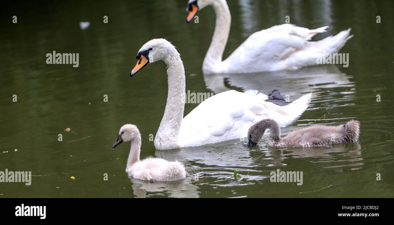 HANDAN, CHINA - JUNE 12, 2022 - Black and white swan babies are hatched ...
