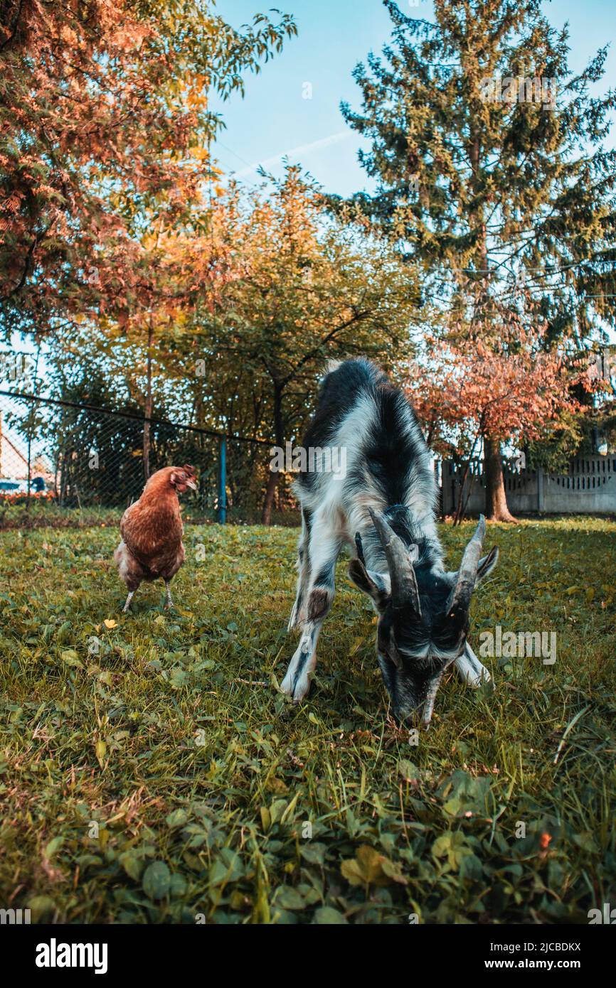 Little goat is grazing near the old house in village together with ...