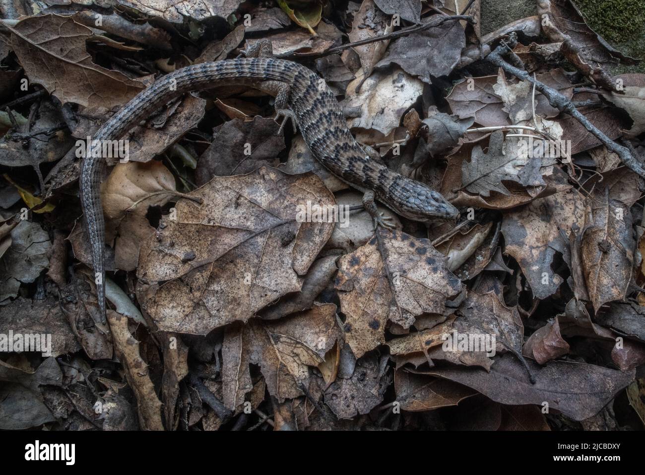 The southern alligator lizard (Elgaria multicarinata) in oak woodland ...