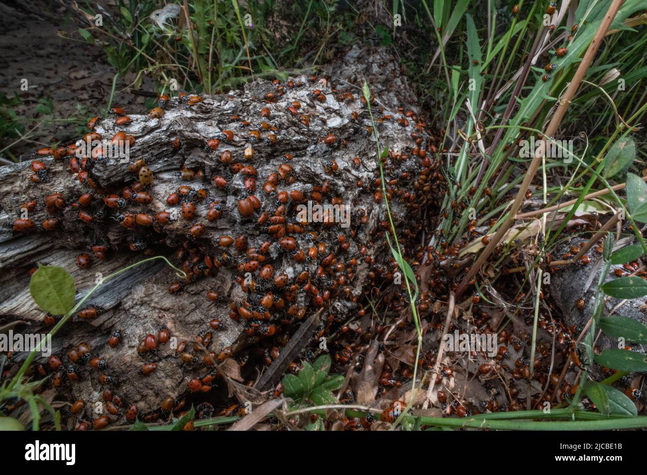 An aggregation of convergent lady beetle (Hippodamia convergens), the ...