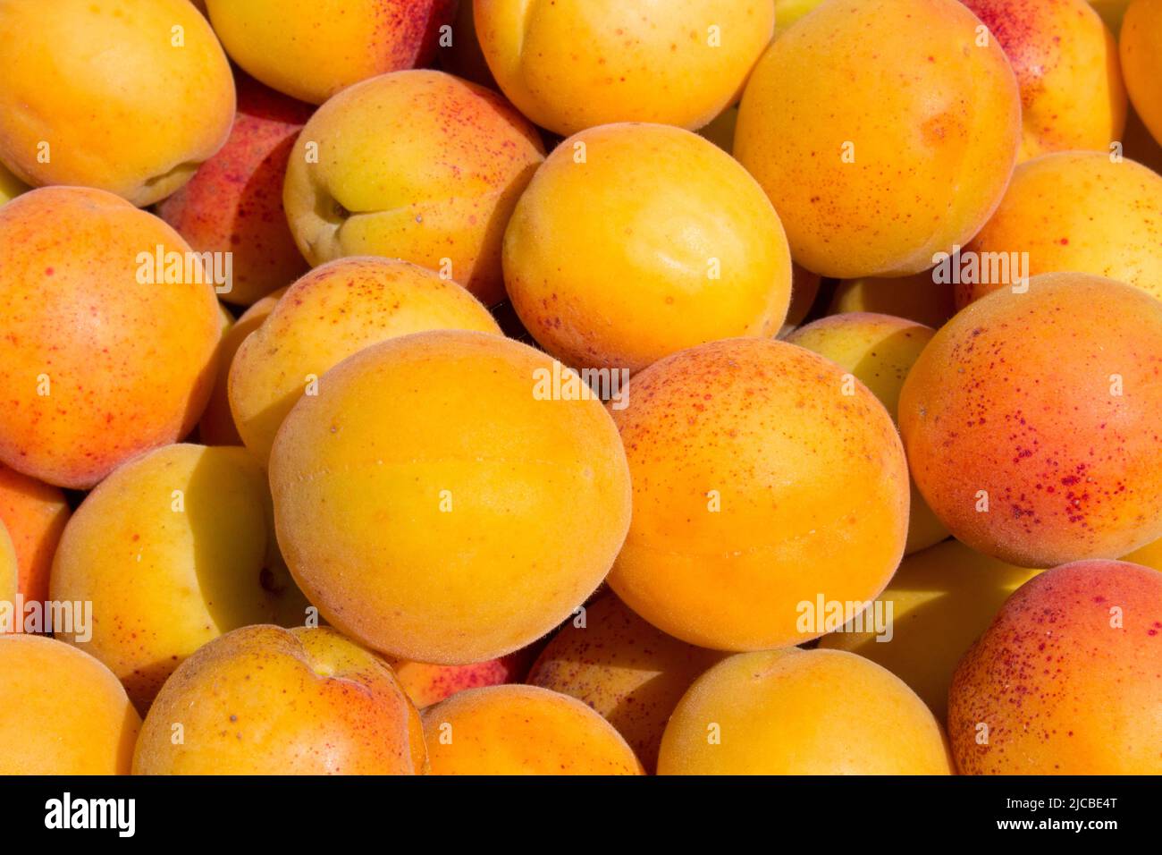 Harvest ripe apricots on a pile of sweet Stock Photo - Alamy