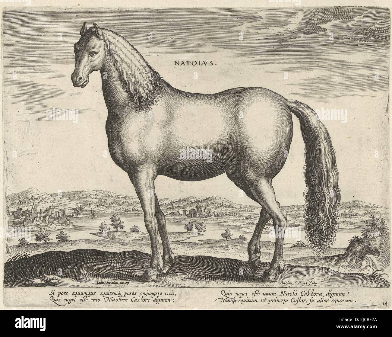 Anatolia natolvs breeds hi-res stock photography and images - Alamy