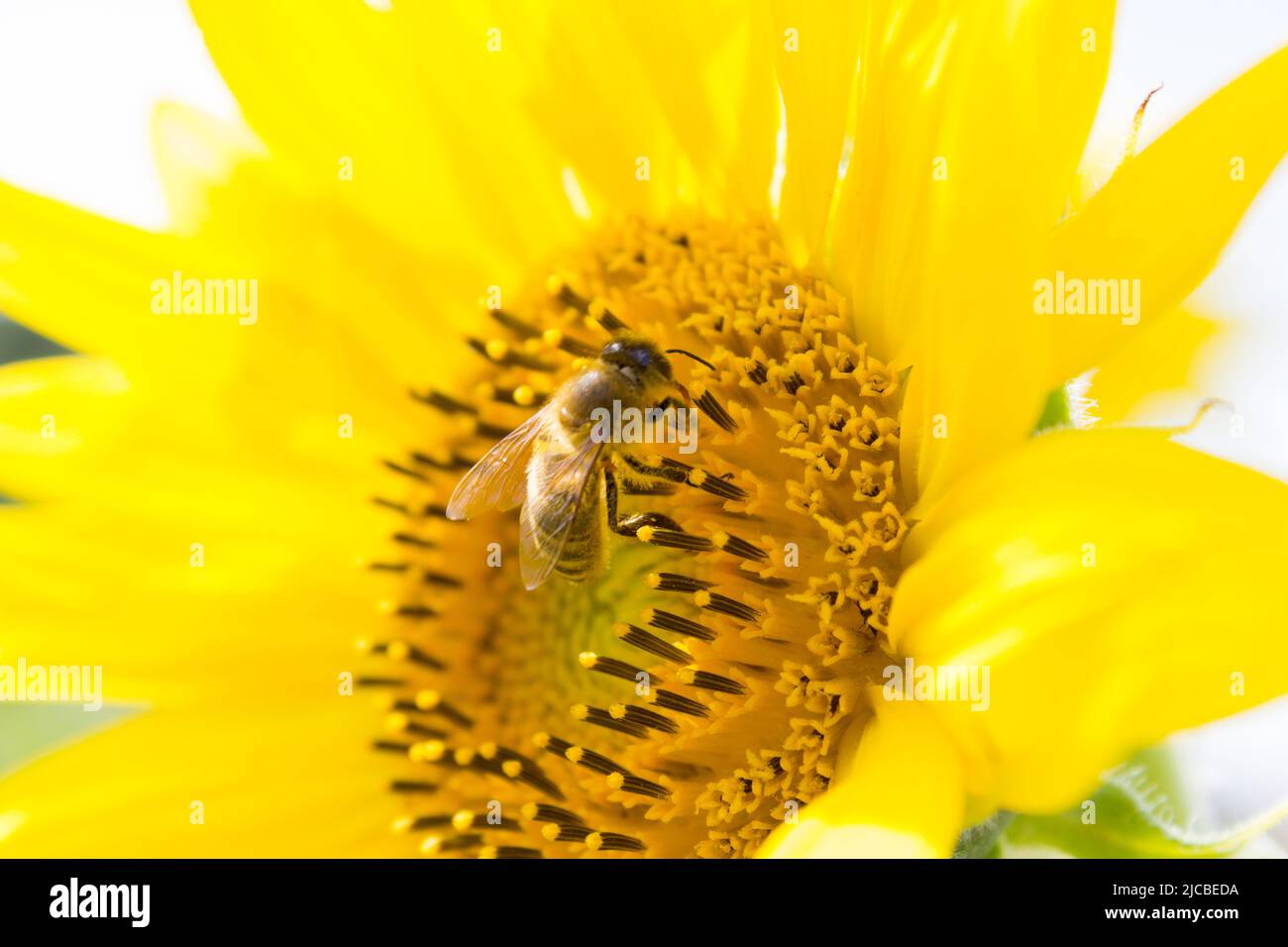 Closeup bee collect nectar from flowers of sunflower, Bumble bee ...