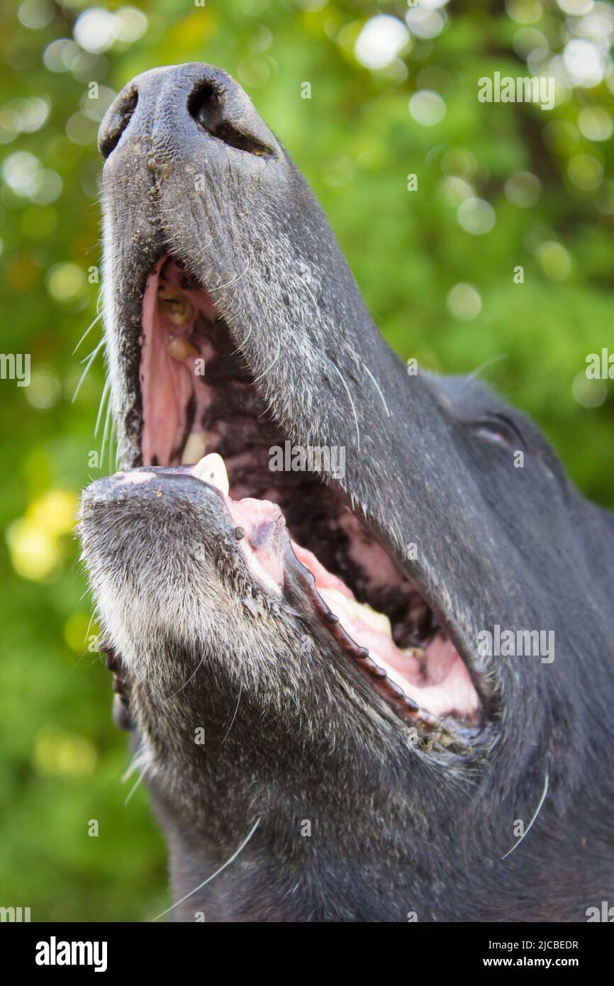 Top view Closeup dog open mouth and teeth Stock Photo - Alamy