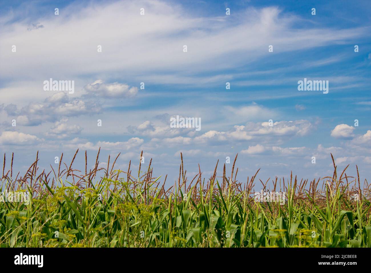 large field of corn growing in summer Farmer Stock Photo - Alamy