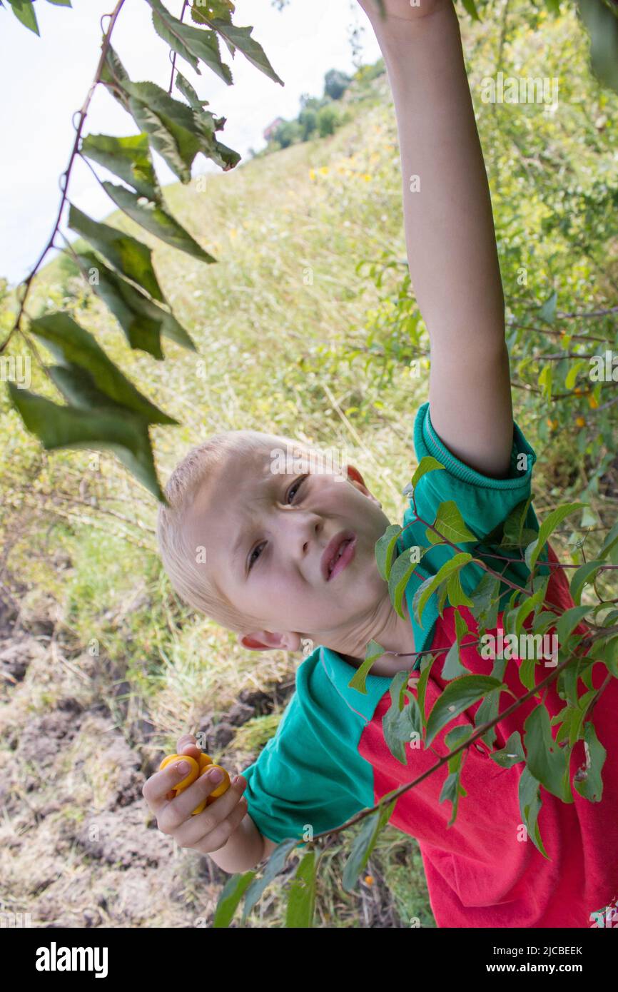 Boy outstretched hand plucks fruit yellow plum Stock Photo - Alamy