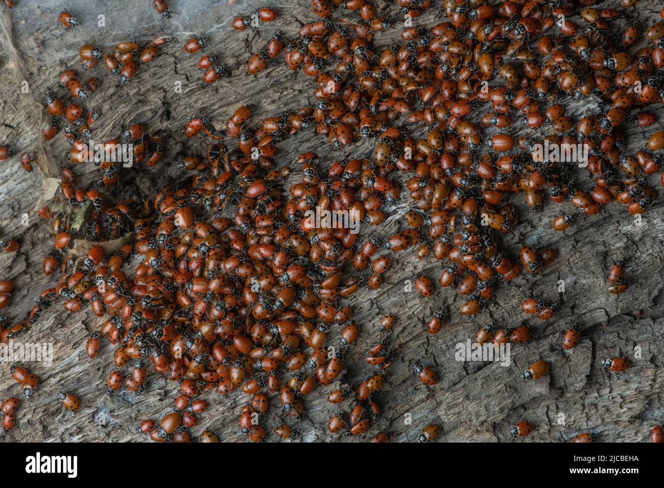 Aggregation of insects hi-res stock photography and images - Alamy