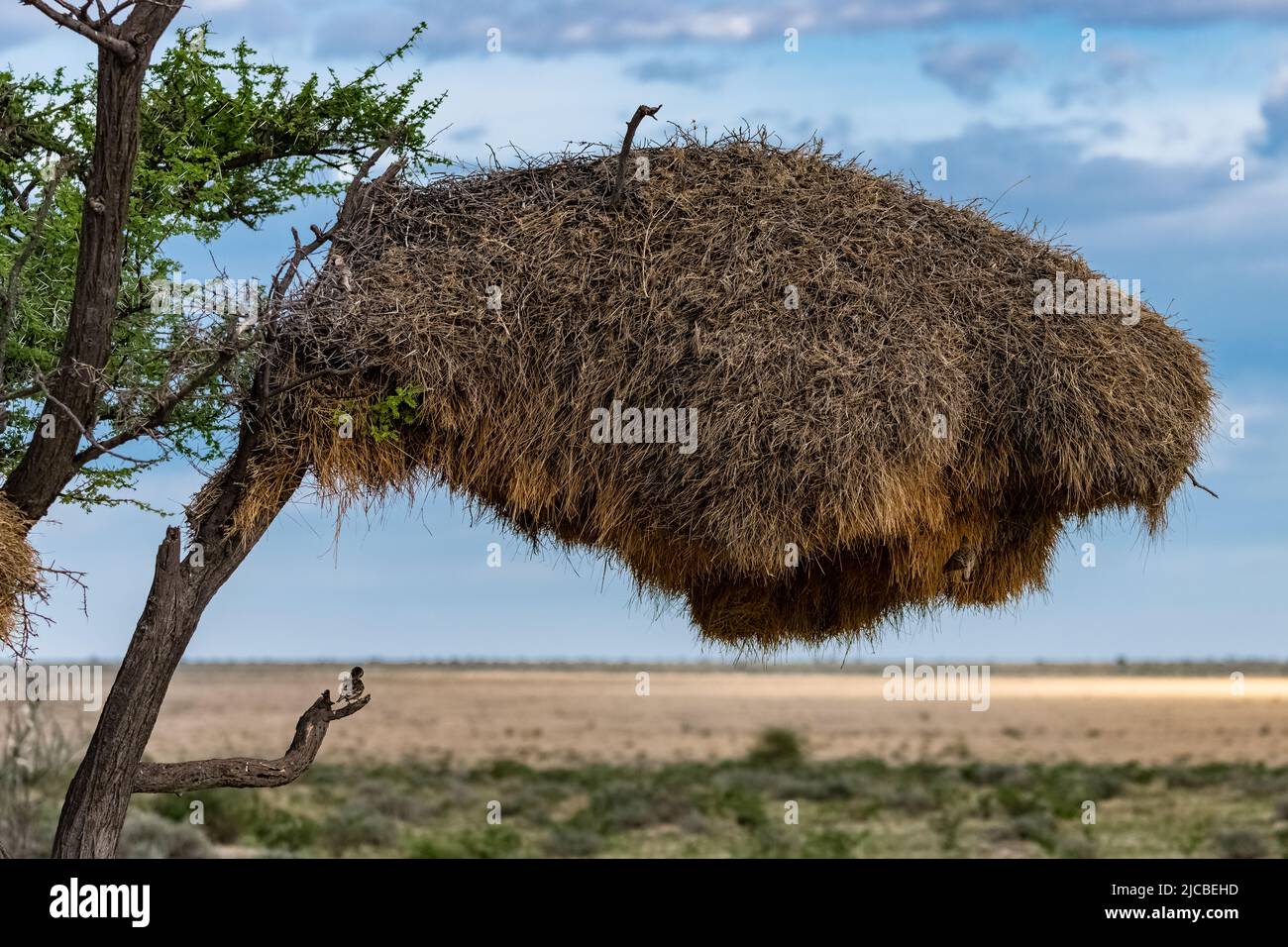 Sociable weaver, Philetairus socius, sparrow bird on a branch in ...