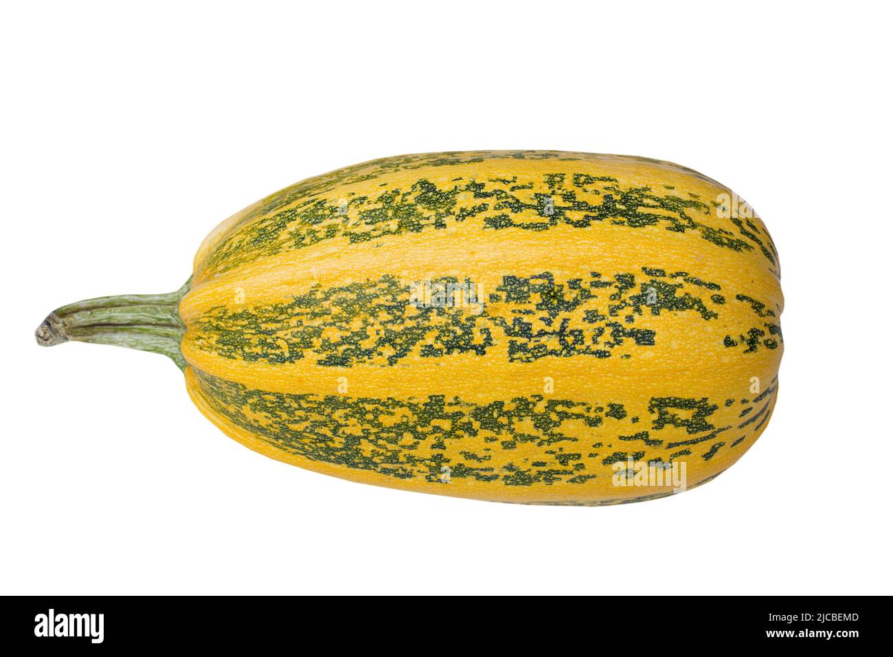 one large striped zucchini isolated on white Stock Photo - Alamy