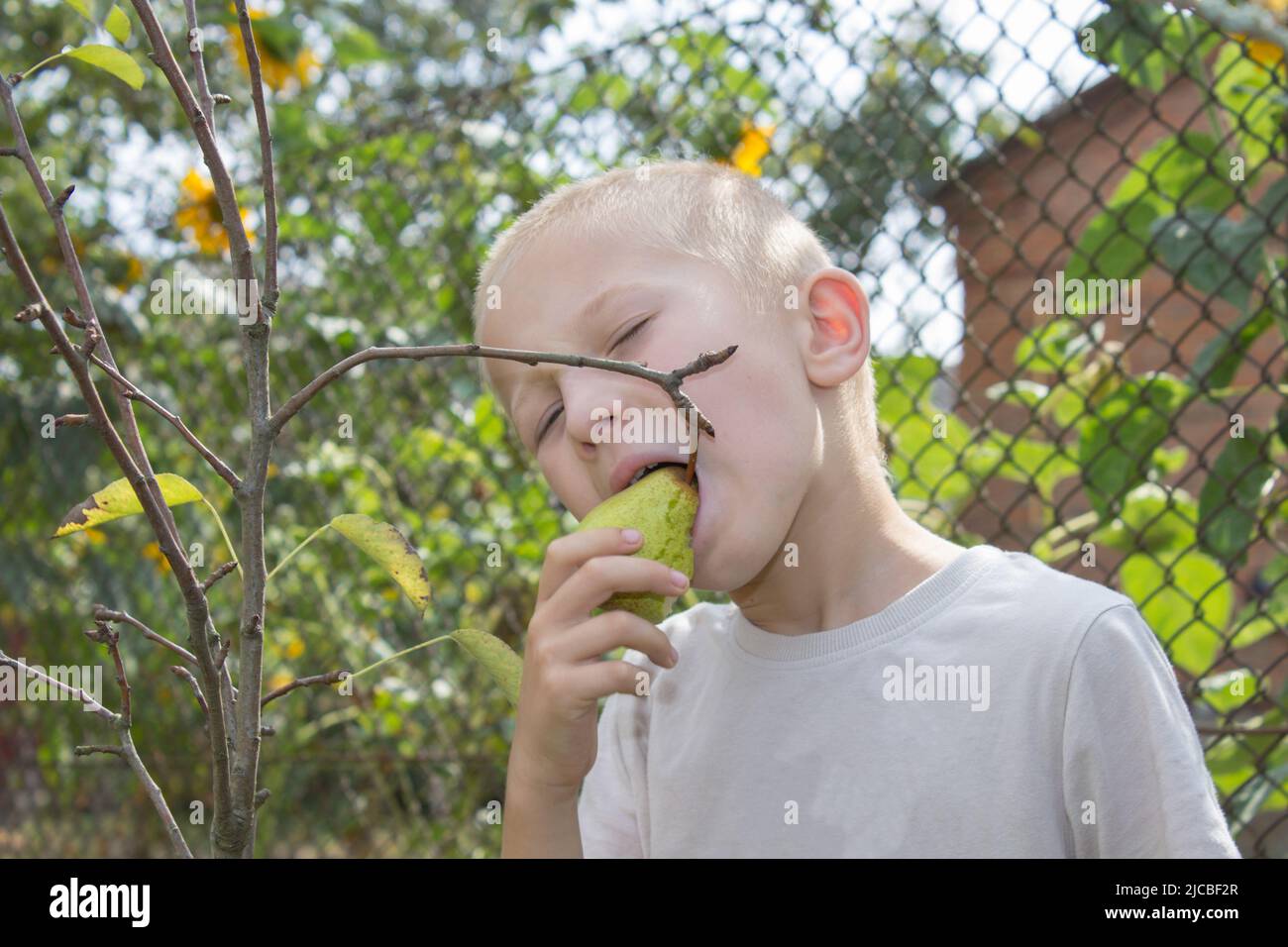 boy bites of pear trees in the garden Stock Photo - Alamy