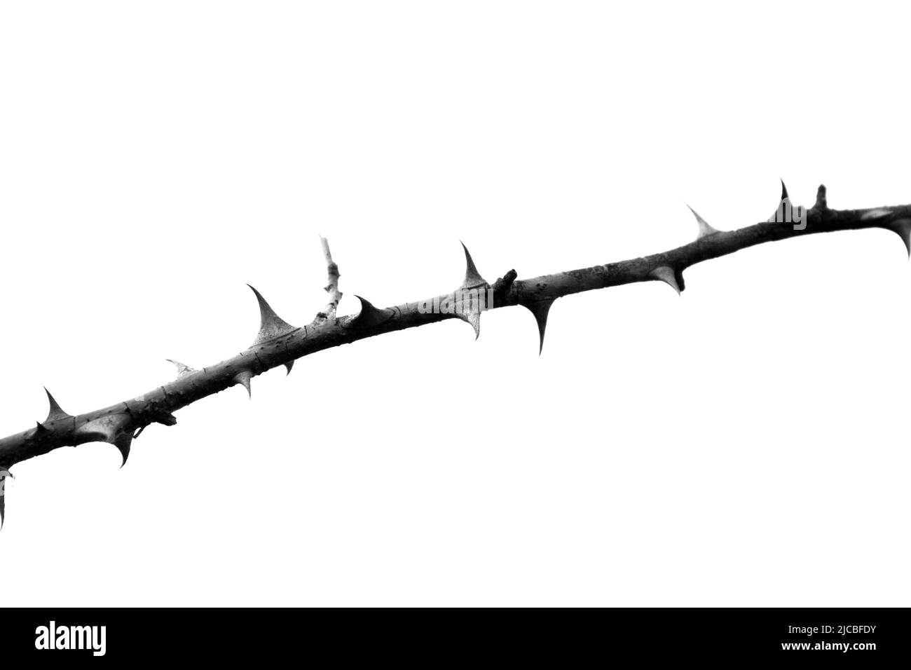 twig on a white background prickly wild rose Stock Photo - Alamy