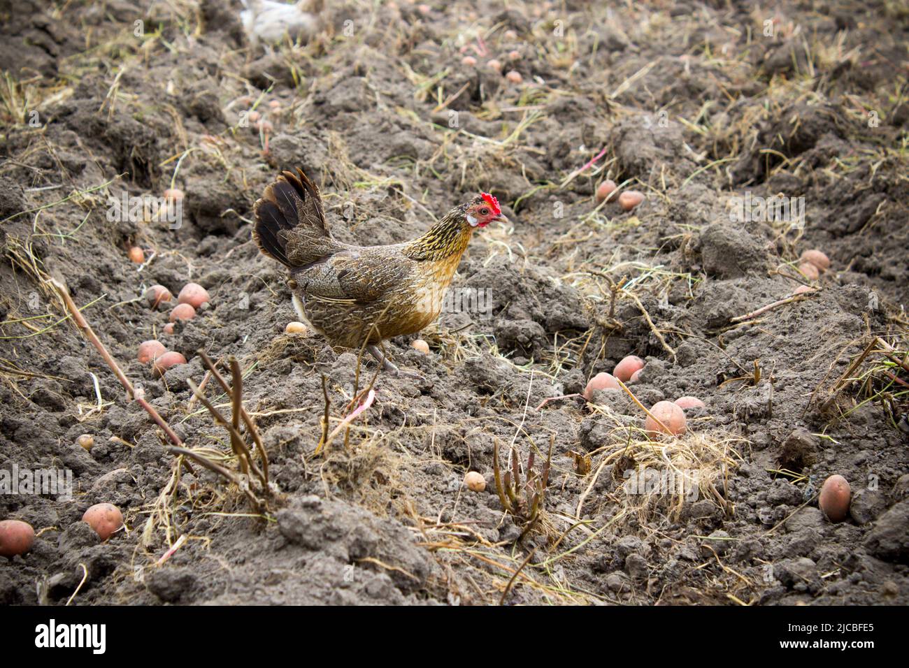 Dwarf hen hi-res stock photography and images - Alamy