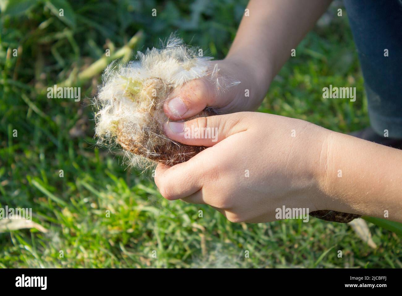 hands fluff soft reed marsh lake to handle Stock Photo - Alamy