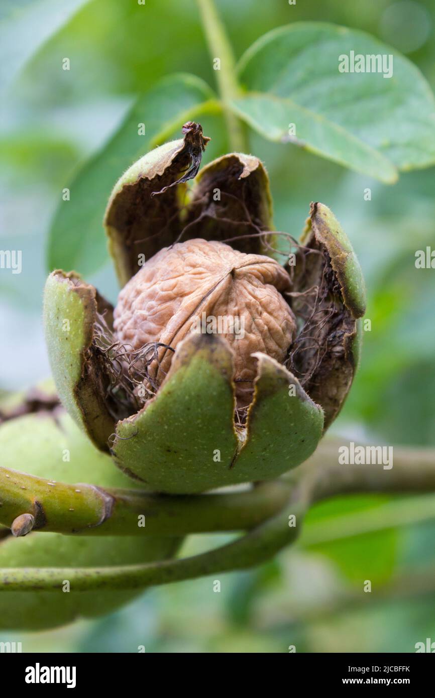 Walnut shell hi-res stock photography and images - Alamy