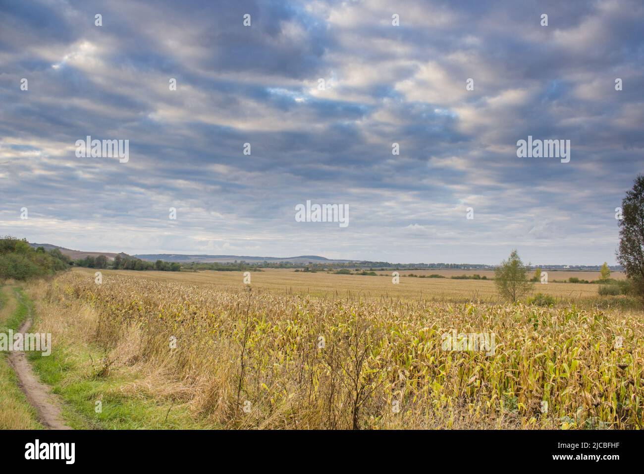 landscape plantation ripe corn under a sky with clouds Stock Photo - Alamy