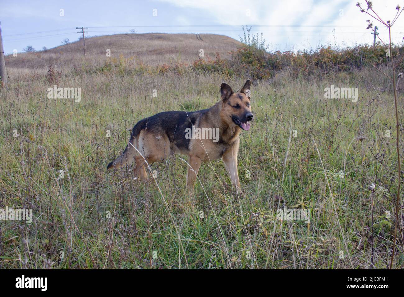 dangerous dog roams the wild nature in autumn Stock Photo - Alamy