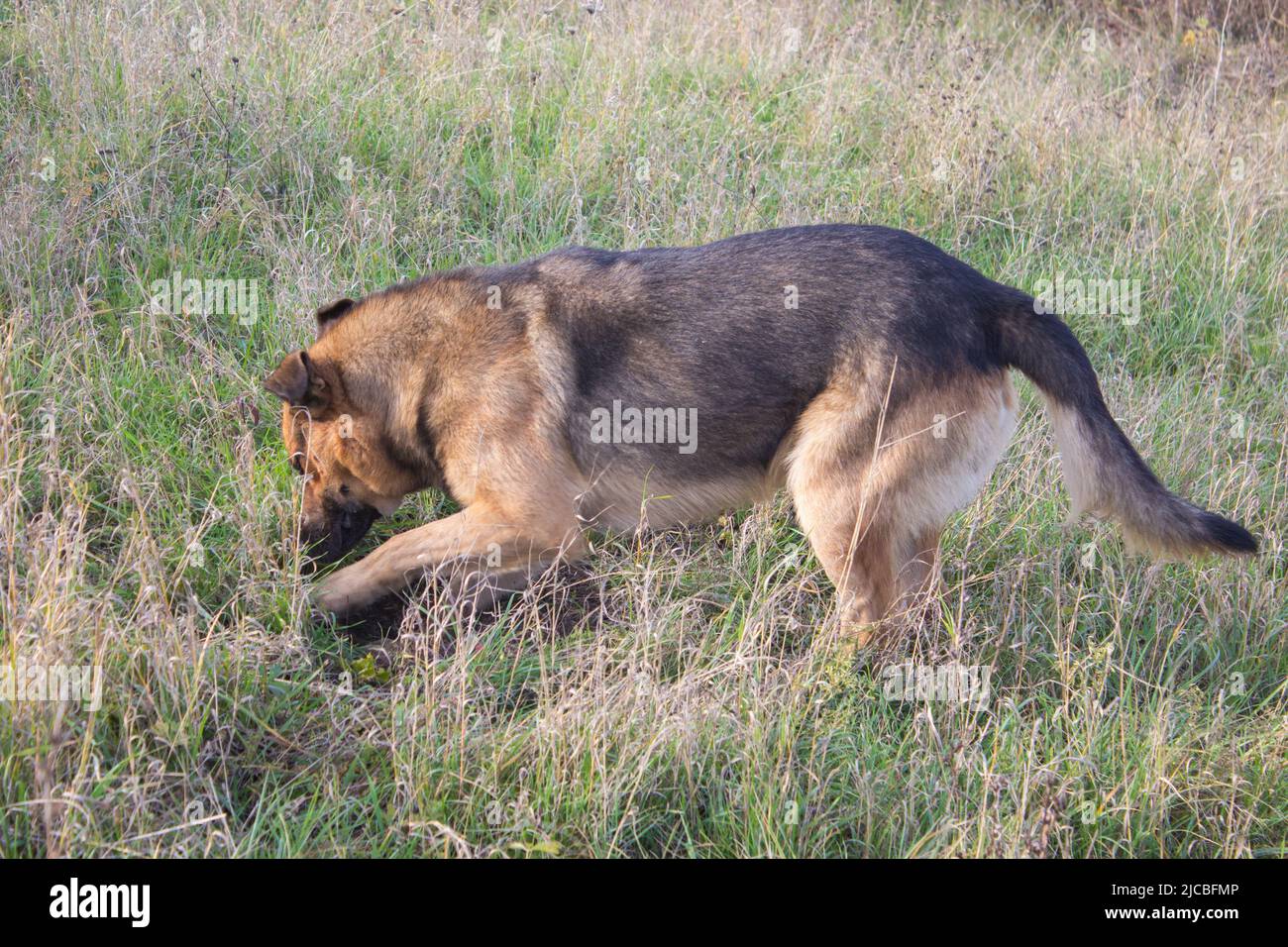Playing dig digging hole hi-res stock photography and images - Alamy