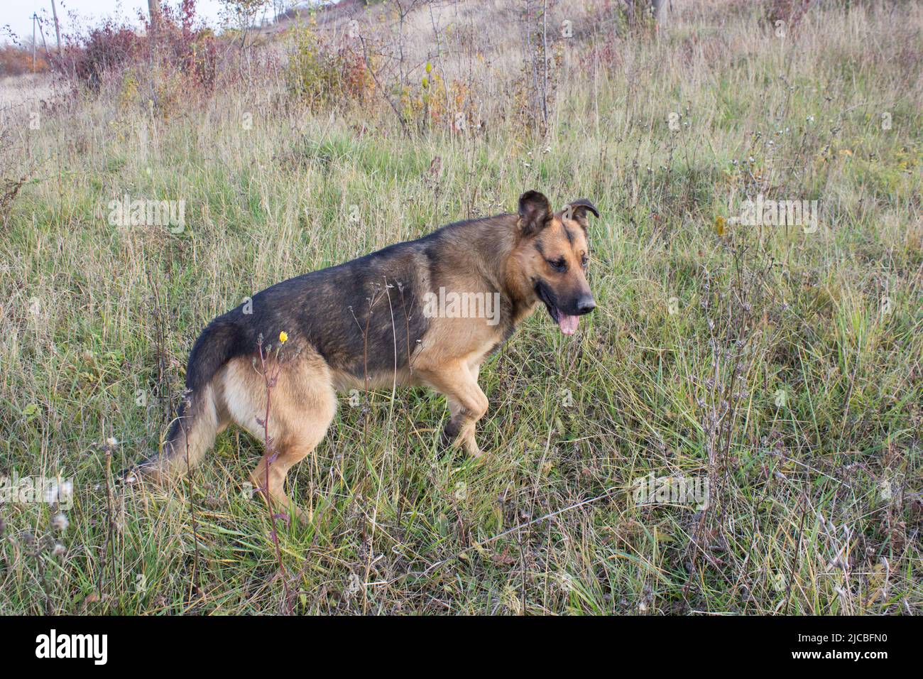 big dogs walking outdoors on autumn grass Stock Photo - Alamy