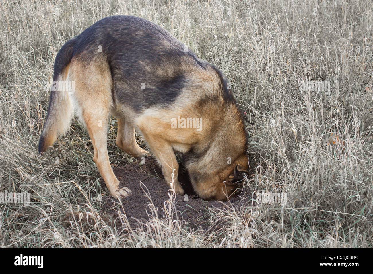 Husky dog digging hi-res stock photography and images - Alamy