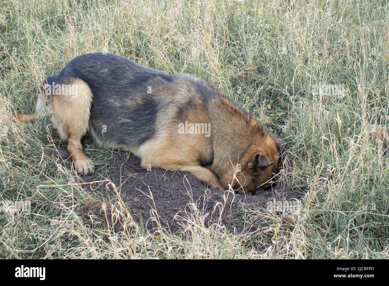 Dug the dog hi-res stock photography and images - Alamy