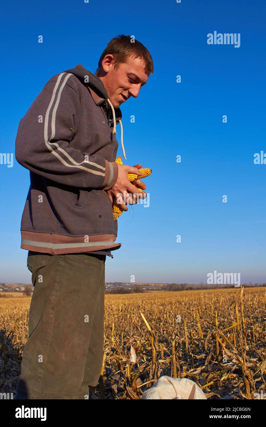 man in the fall puts corn in bags, harvesting corn Stock Photo - Alamy