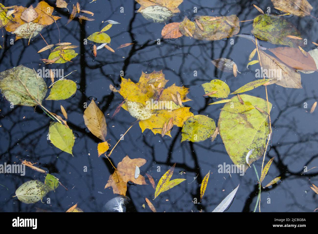 Abstract reflection of autumn leaves in water in a forest hi-res stock photography and images ...