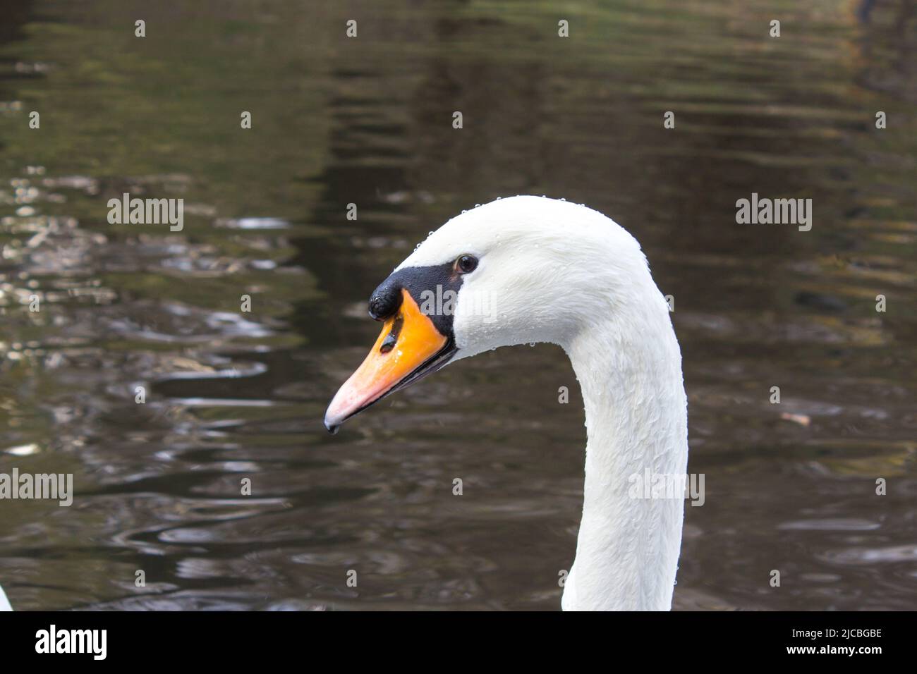Swan head on a background of lake and water Stock Photo - Alamy