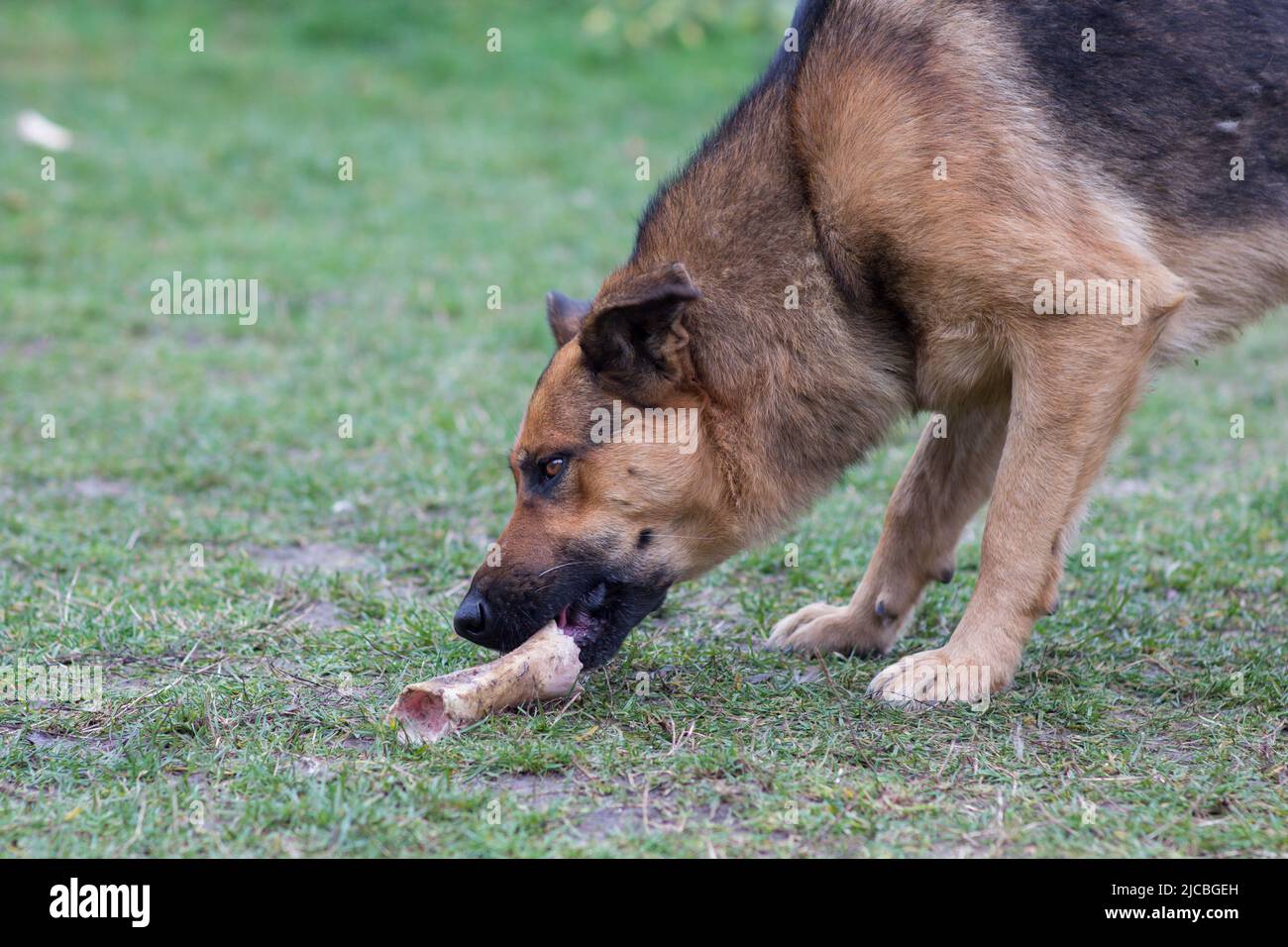 Dog of the grass takes bone in teeth Stock Photo - Alamy
